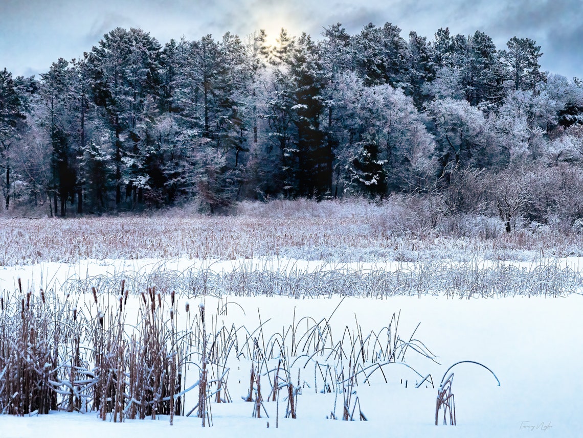 Winter Forest Sunrise, Northern Lake Snow Covered. Moody Quiet Fine Art ...