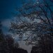 Winter Road Full Moon Though Oak Tree. Northern Wisconsin. Landscape ...