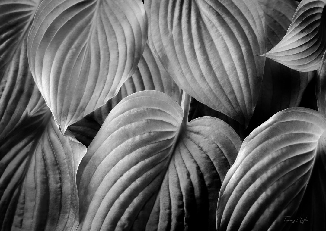 Hosta Plant. Lines and Curves. Nature Print, Wall Art, Home Décor. - Etsy