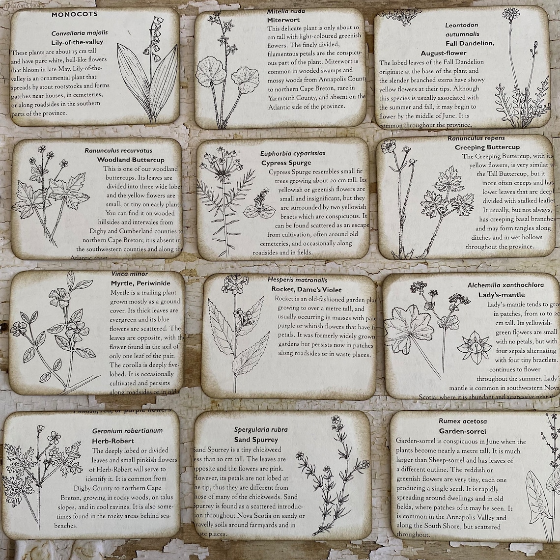 Botanical Specimen Cards Junk Journal Scrapbooking Card - Etsy