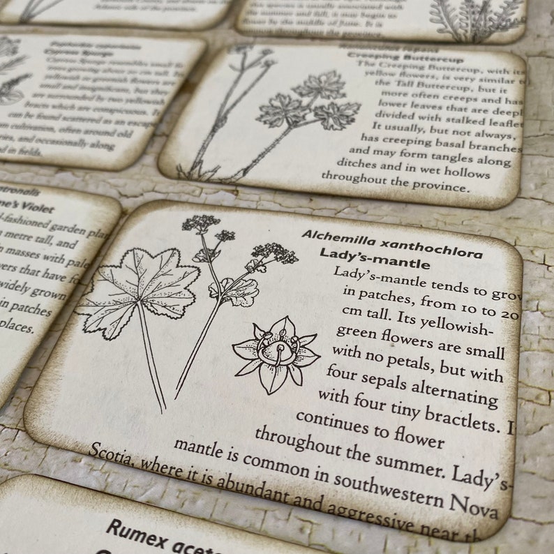 Botanical Specimen Cards Junk Journal Scrapbooking Card - Etsy