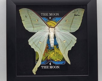 Moth Tarot Card Art - Etsy