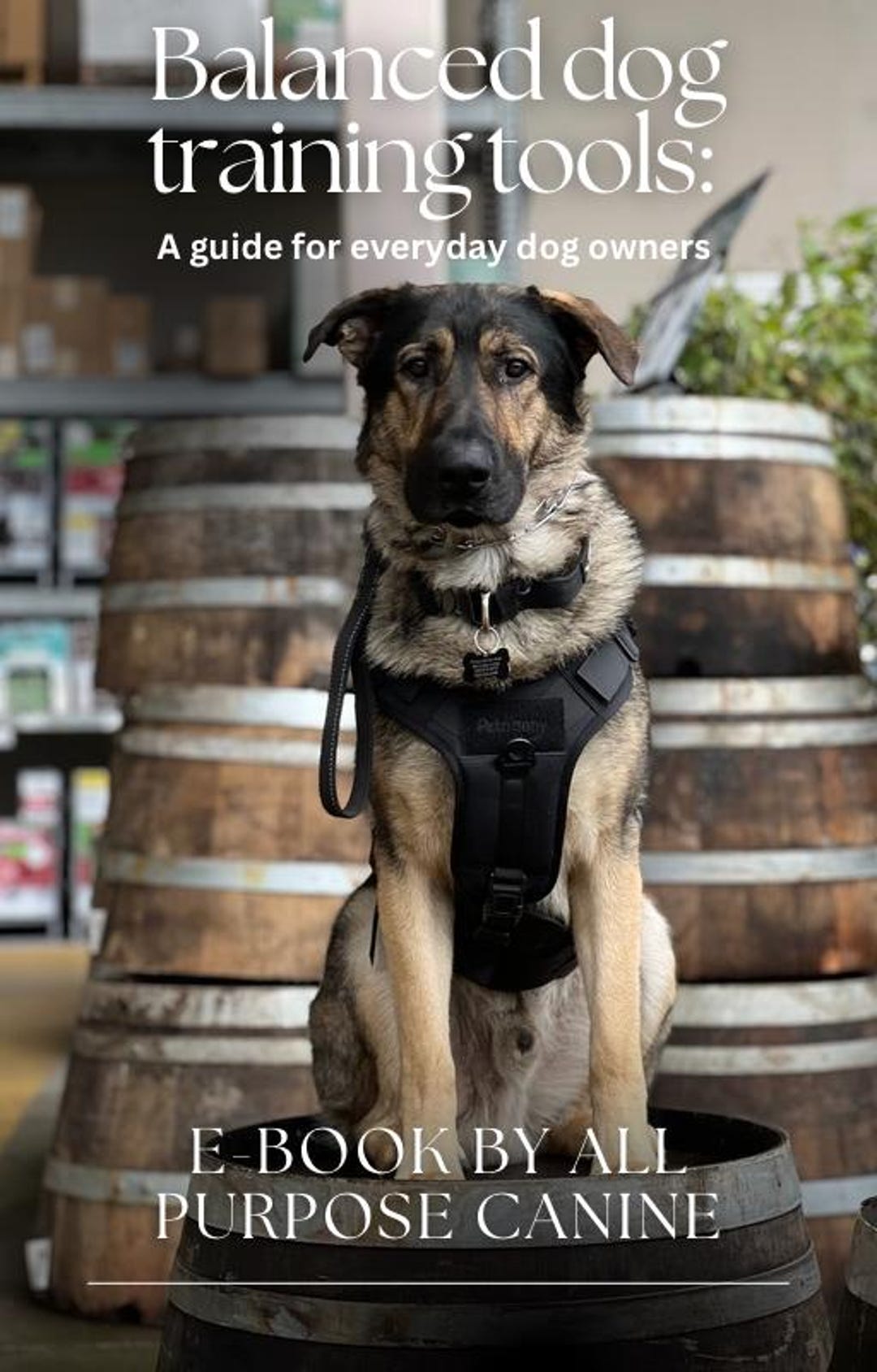 Dog Training Guide on Balanced Training Tools and How to Know If They ...