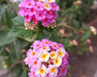 Blue Lantana Plant - Etsy