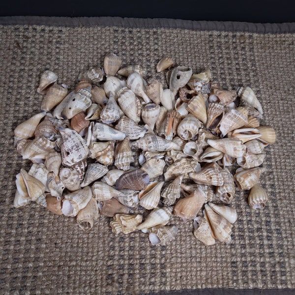 Assorted Seashells - Etsy