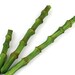 Bamboo Sugar Flower Cake Topper | Assorted Size Gum Paste Flower for ...