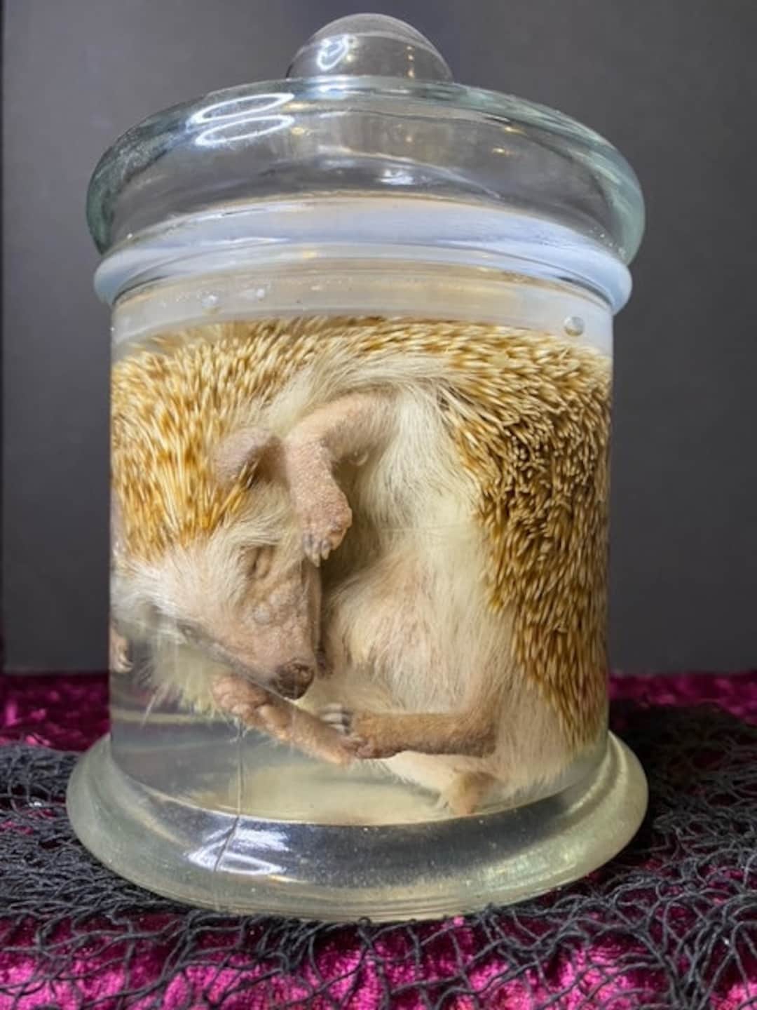 Real Adult Hedgehog Wet Specimen - Etsy
