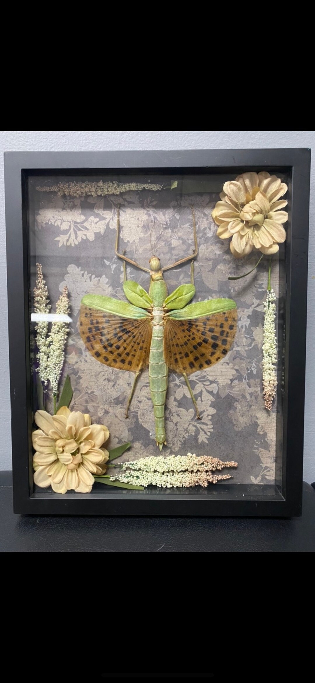 Indonesian Giant Winged Walking Stick paracyphocrania - Etsy