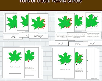 Parts of a Poinsettia Nomenclature 3-part Cards Montessori - Etsy