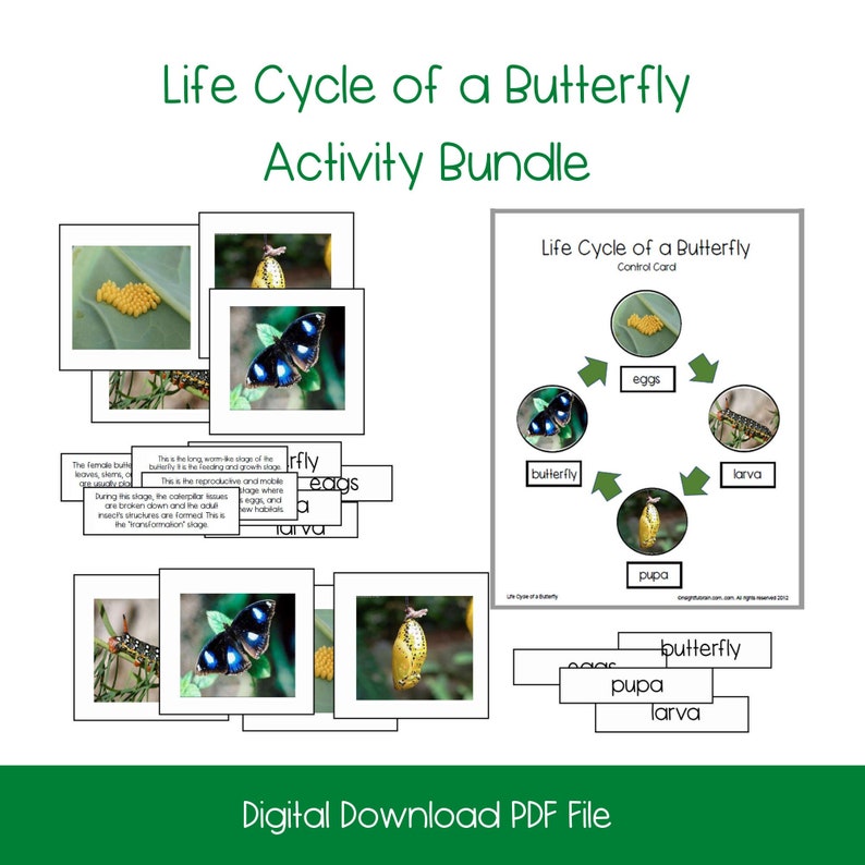 Life Cycle of a Butterfly, DIGITAL 3 Part Cards, Montessori Science ...