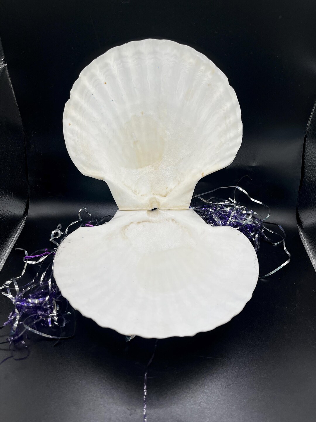Set of 2 1950"s Collectable Natural Unglazed Tiger Clam Shells, Great ...