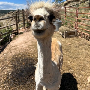 Alpaca Poop Fertilizer 100% All Natural, Alpaca Tea, Alpaca Black Gold ...