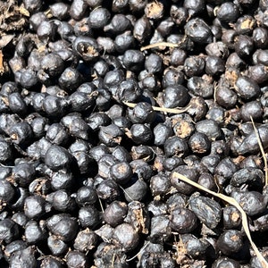 Alpaca Poo Brew - Alpaca Poop Tea - All Natural Organic Fertilizer for ...