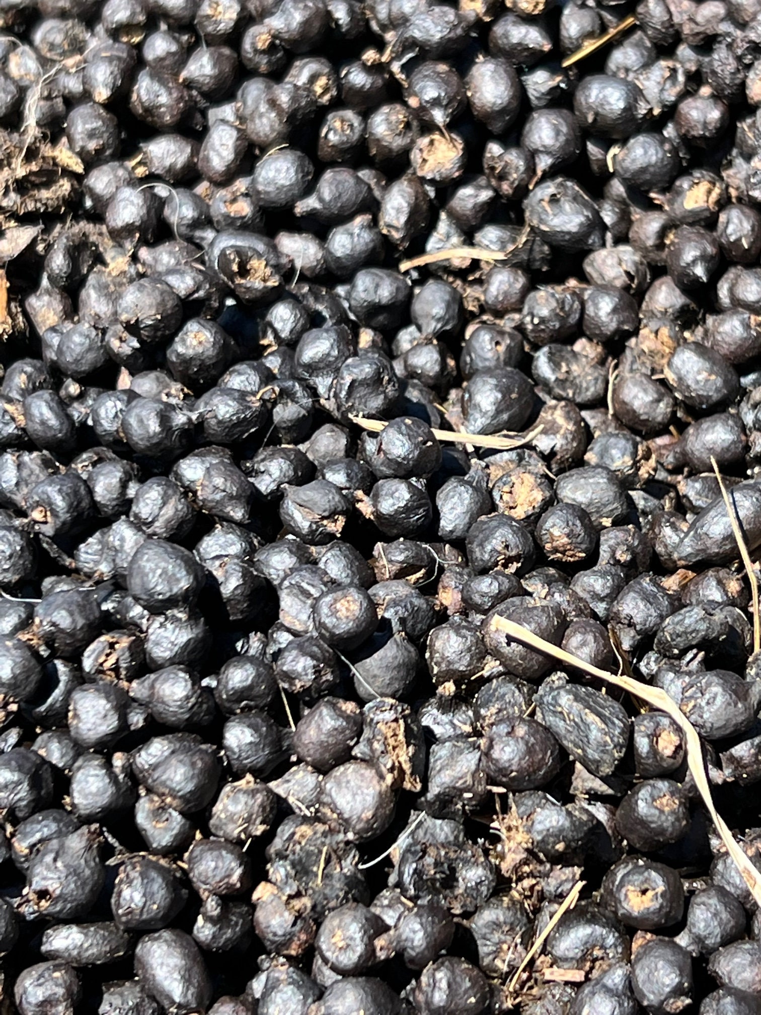 Alpaca Poo Brew - Alpaca Poop Tea - All Natural Organic Fertilizer for ...