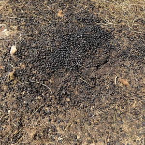 Alpaca Poop Fertilizer 100% All Natural, Alpaca Tea, Alpaca Black Gold ...