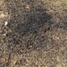 Alpaca Poop Fertilizer 100% All Natural, Alpaca Tea, Alpaca Black Gold ...
