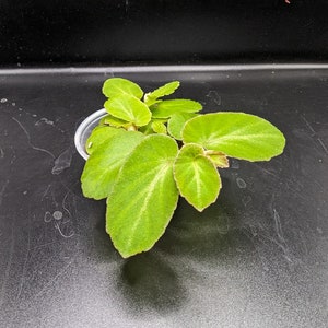 Begonia Thelmae Miniature Begonia, Terrarium Vivarium Plant Vining - Etsy