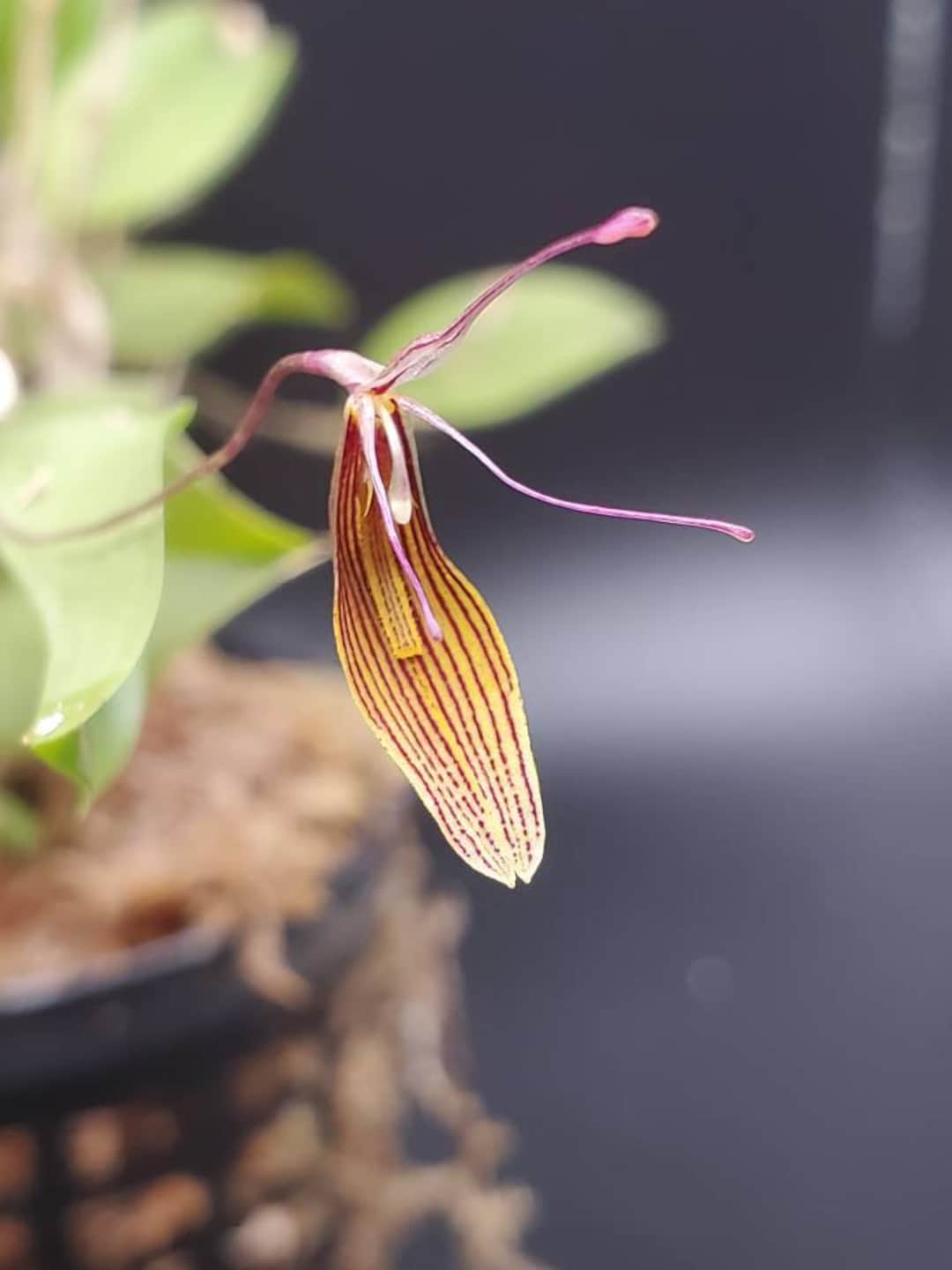 Restrepia Brachypus Miniature Orchid Easy Grower Mounted - Etsy