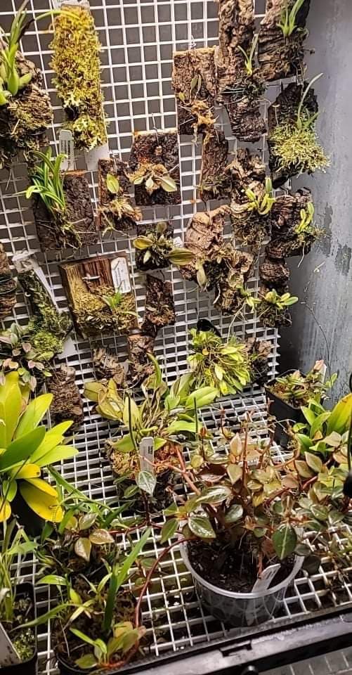 Orchid Mystery Pack 5-8 Miniature Orchids - Etsy