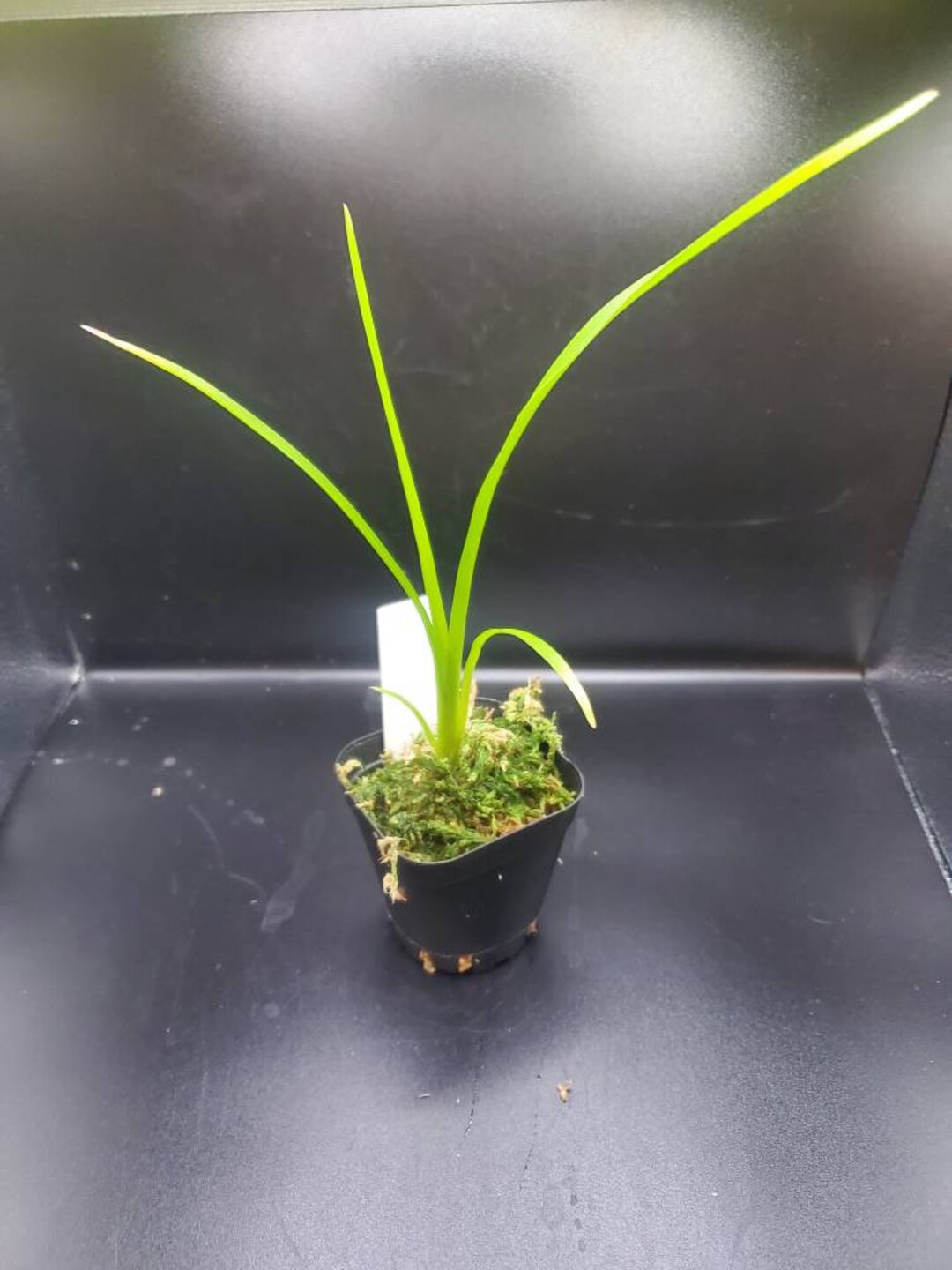 Oncidium Ensatum Florida Native Orchid Species Seedling - Etsy