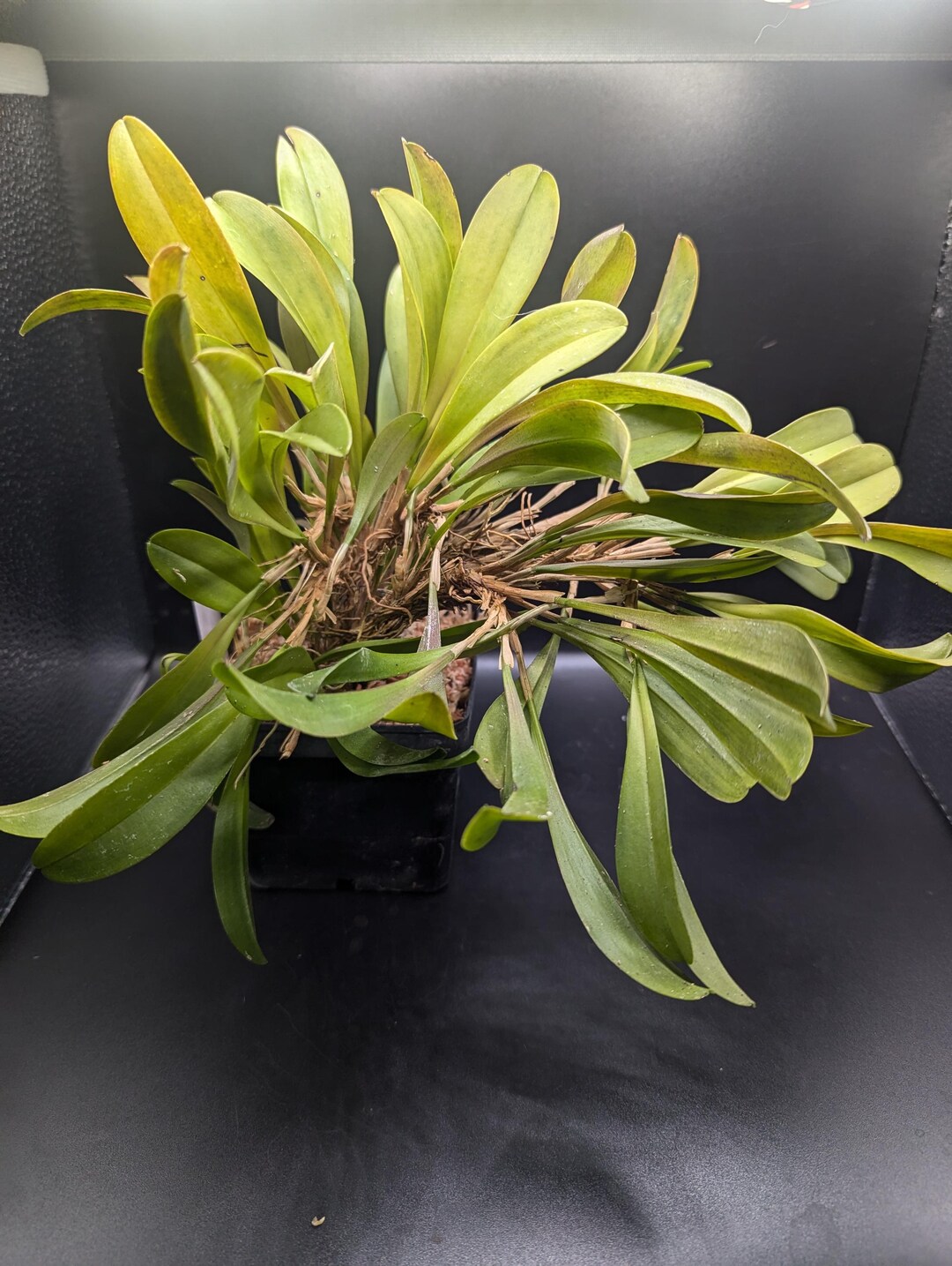Specklinia Gracillima Small Sized Orchid Intermediate Grower Terrarium ...