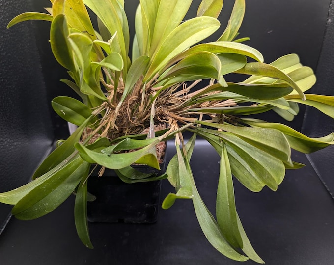 Specklinia Gracillima Small Sized Orchid Intermediate Grower Terrarium ...