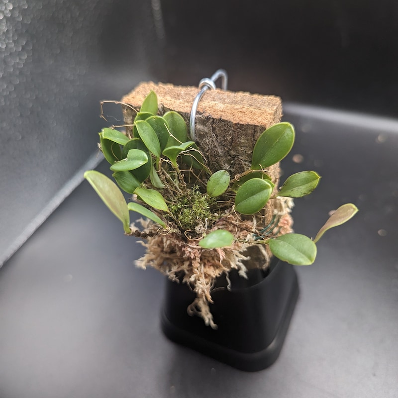 Orchid Lepanthes - Etsy