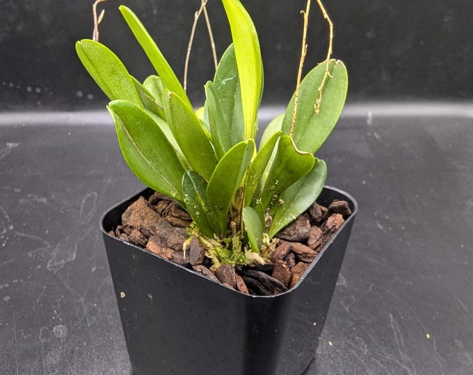Platystele Misera Miniature Orchid Intermediate Temps Terrarium ...
