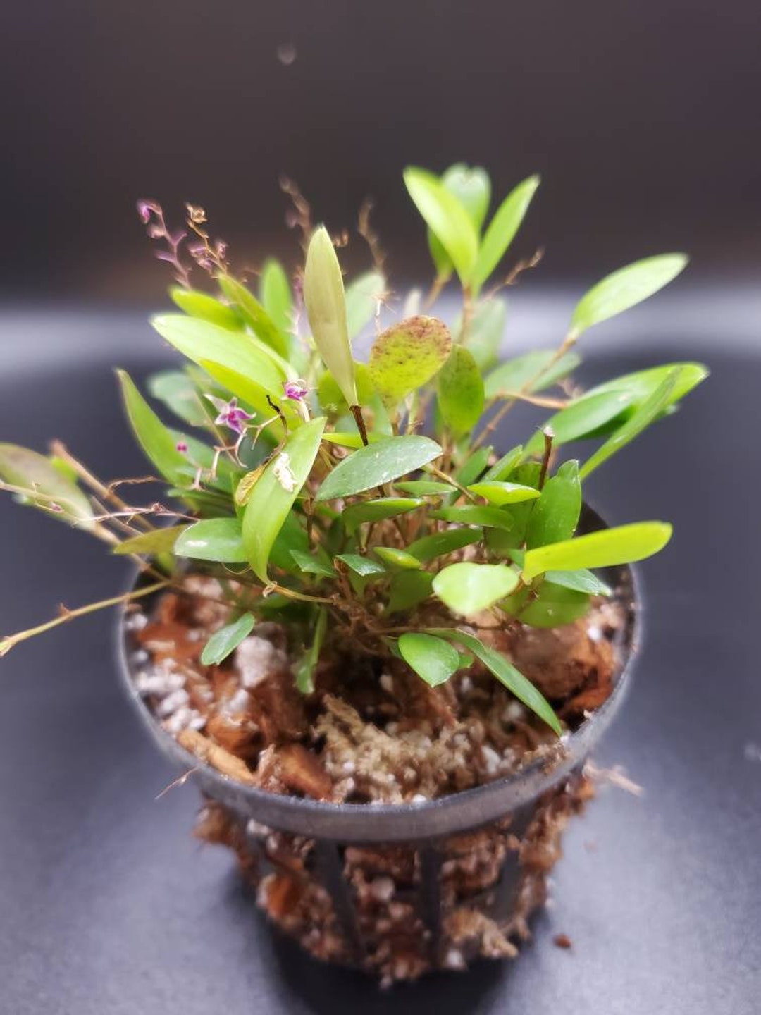 Lepanthopsis Astrophora Miniature Orchid, Beautiful Micro Flowers ...