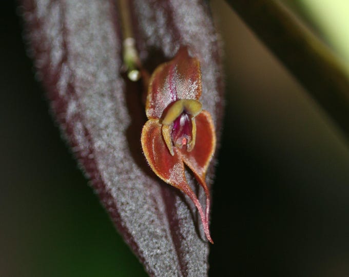 Lepanthes Gargoyla Miniature Orchid Intermediate Grower Terrarium ...