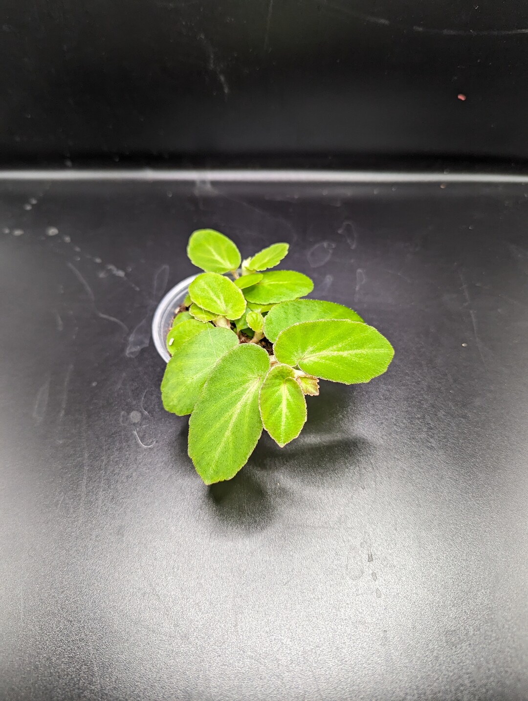 Begonia Thelmae Miniature Begonia, Terrarium Vivarium Plant Vining - Etsy