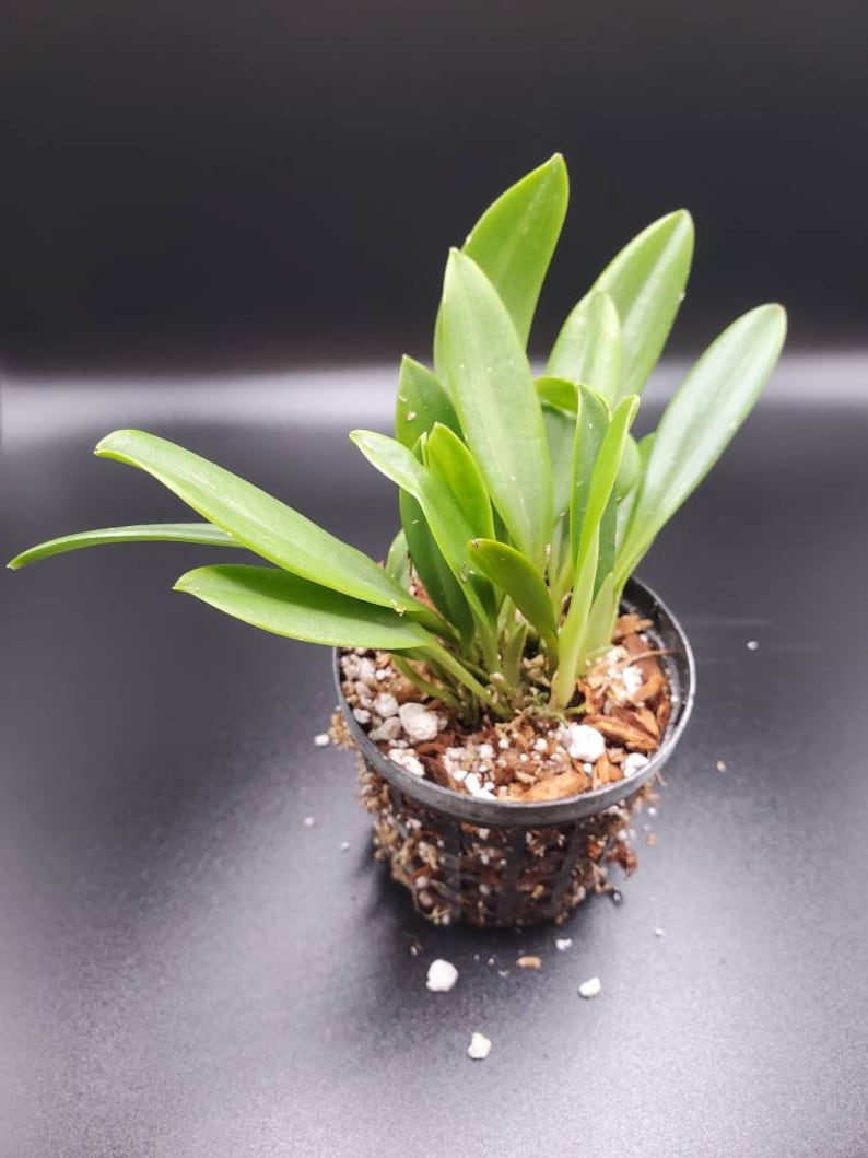 Masdevallia Amplexa Miniature Orchid - Etsy
