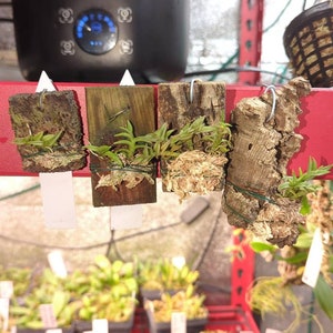 Epidendrum Nanum Miniature Orchid Terrarium/vivarium Mounted - Etsy