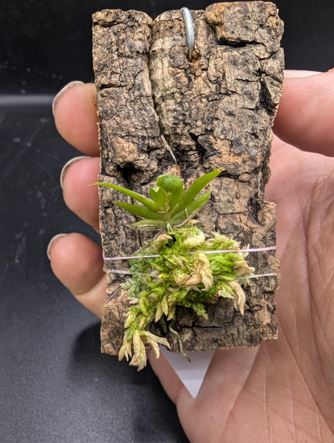 Macroclinium Borjaense Miniature Orchid Intermediate Temps Terrarium ...