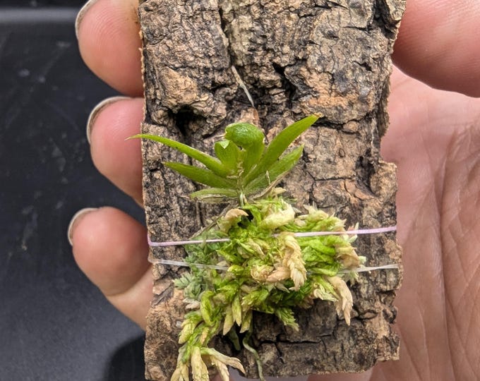 Macroclinium Borjaense Miniature Orchid Intermediate Temps Terrarium ...