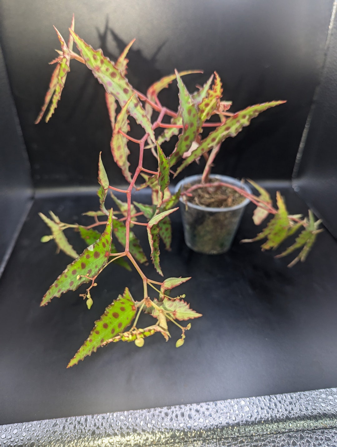 Begonia Amphioxus Terrarium Vivarium Unique Beautiful Plant - Etsy