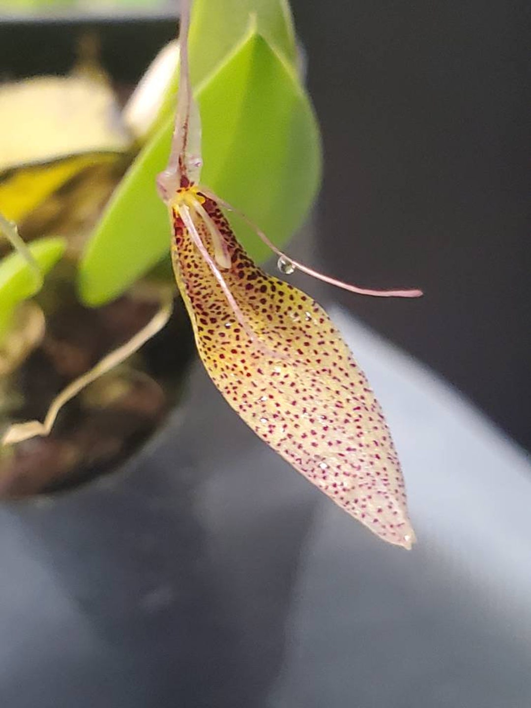Restrepia Dodsonii Miniature Orchid Warm Grower Terrarium/vivarium ...