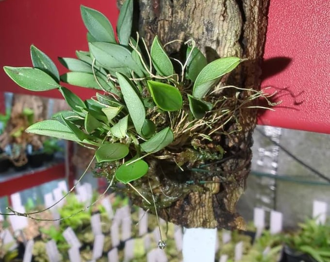 Scaphosepalum Ovulare Miniature Orchid Warm Grower Terrarium Vivarium ...