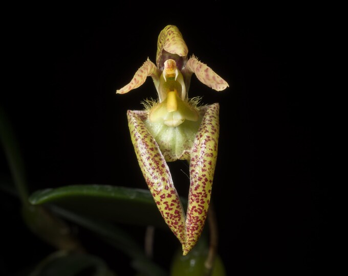 Bulbophyllum Lasiochilum Miniature Orchid Sweet Fragrant Terrarium ...