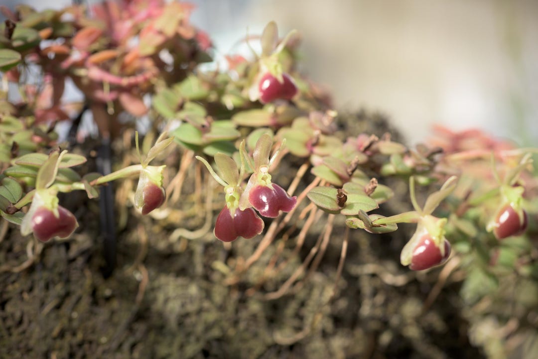 Epidendrum Porpax Miniature Orchid Intermediate Warm Grower Terrarium ...