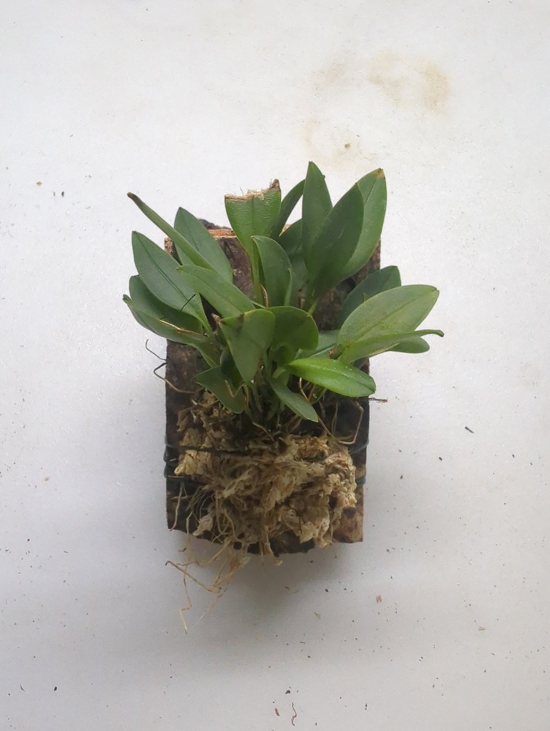 Stelis Sanchezii Miniature Orchid Intermediate Grower Terrarium ...