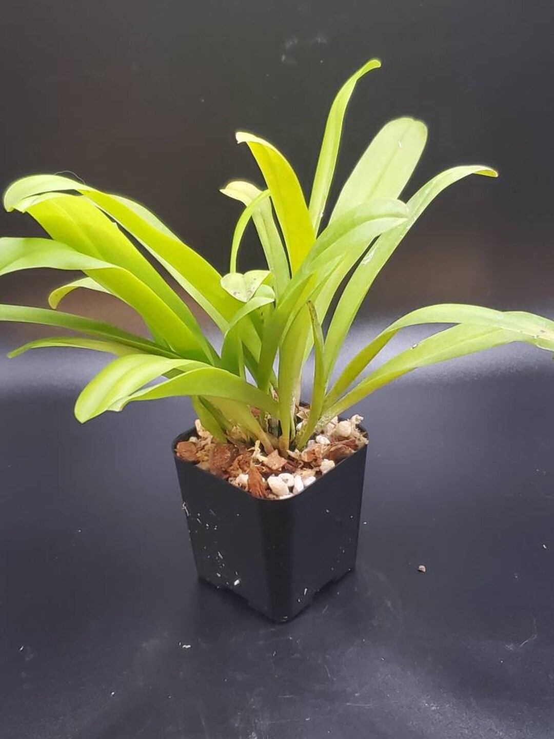 Dracula Mopsus Small Sized Orchid Terrarium Vivarium Warm Growing - Etsy