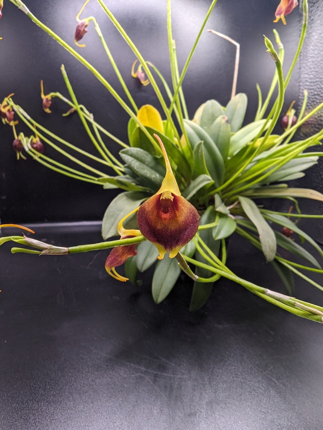 Masdevallia Amplexa Miniature Orchid - Etsy