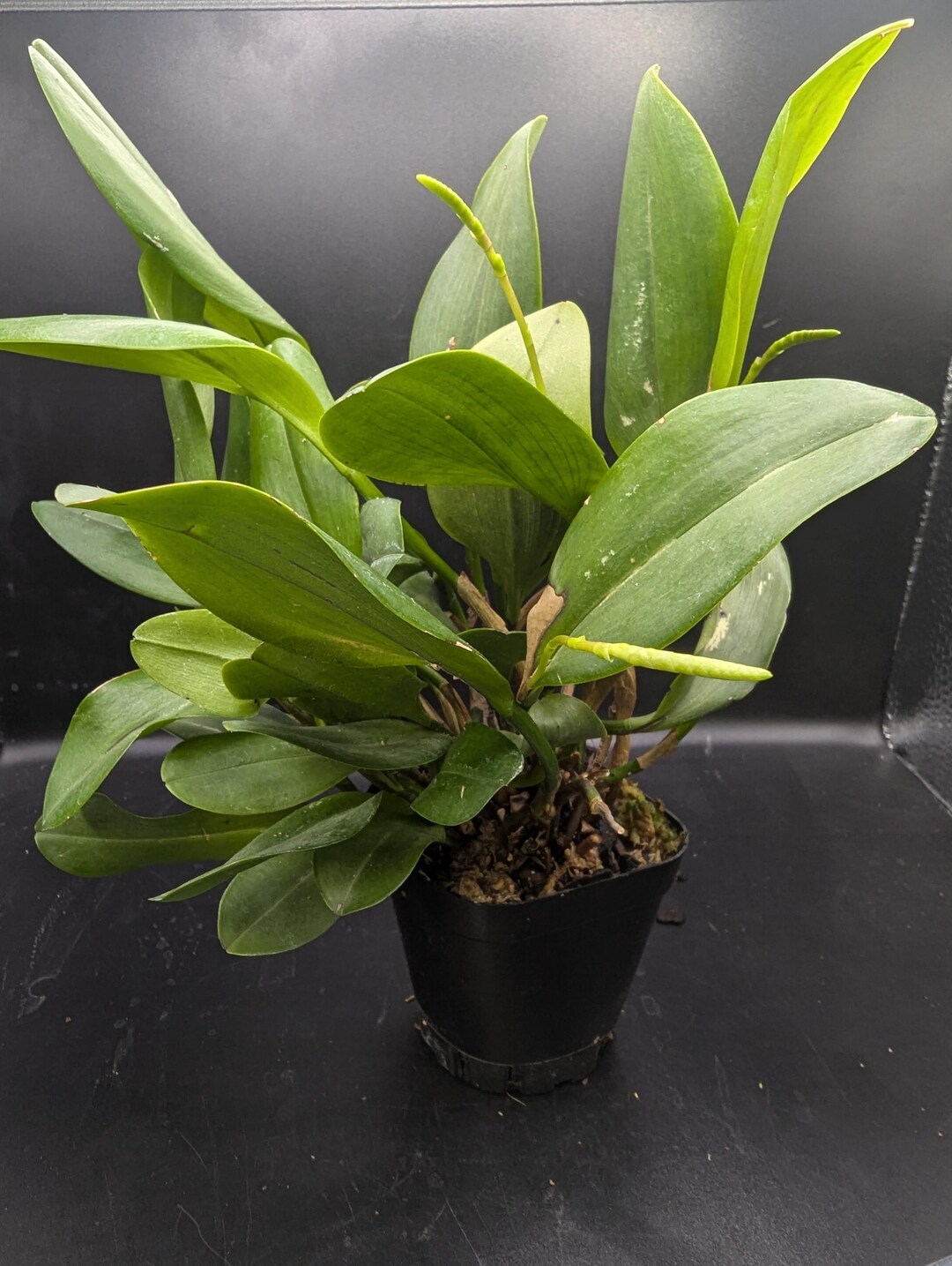 Stelis Santiagoi Small Sized Orchid Warm Temps Terrarium Vivarium - Etsy