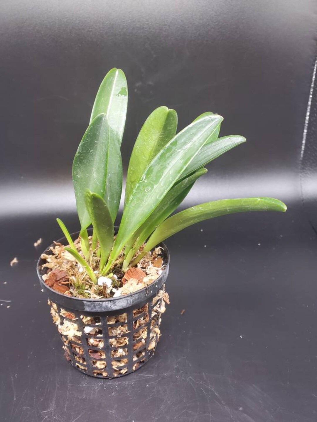Masdevallia Discoidea Miniature/small Orchid Intermediate/warm Growing ...