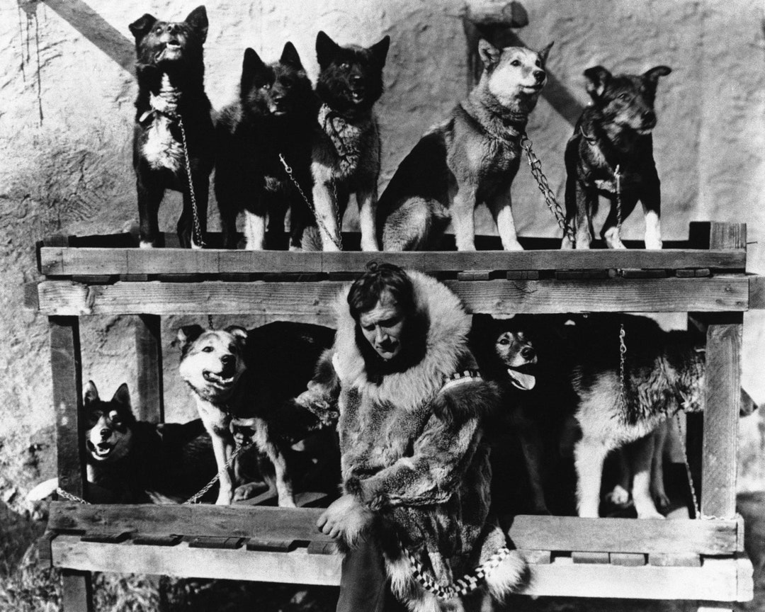 Balto Siberian Husky Dog 8X10 Photo Picture Image Nome Alaska Sled ...