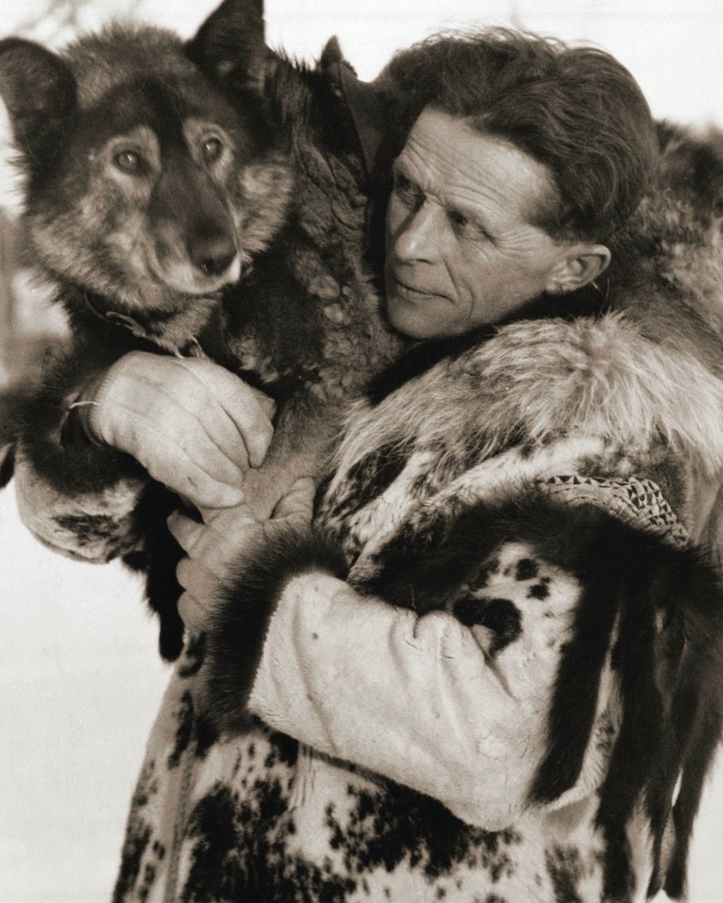 Togo Siberian Husky Dog 8X10 Photo Picture Image Nome Alaska Sled ...