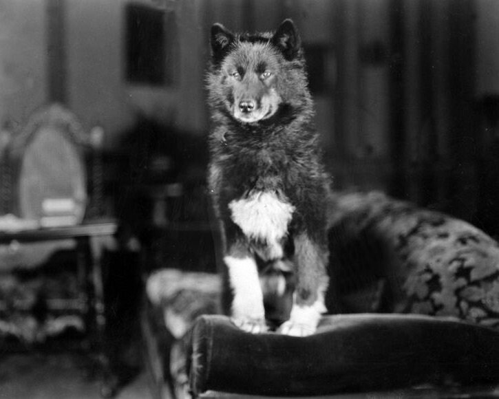 Balto Siberian Husky Dog 8X10 Photo Picture Image Nome Alaska Sled ...