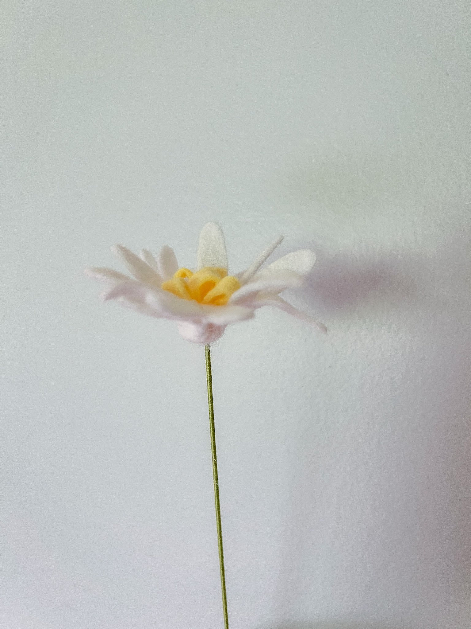 Single Daisy Flower With Stem