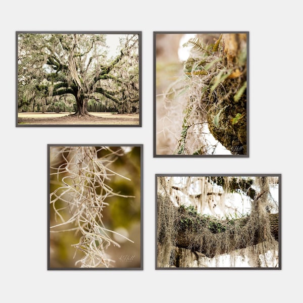 Print Oak Tree Spanish Moss - Etsy